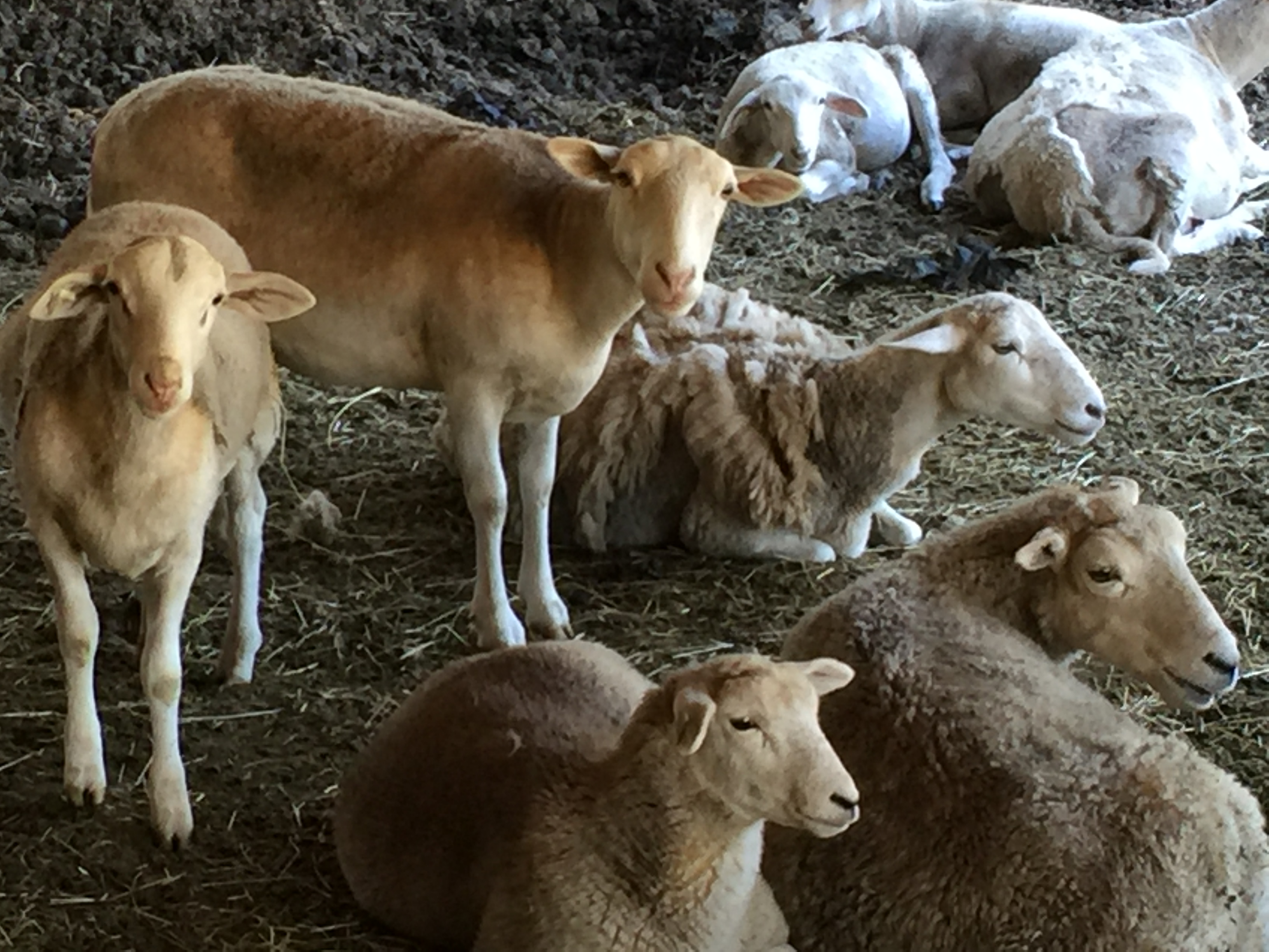 Leaping Lamb Farm - Farm Stay USA