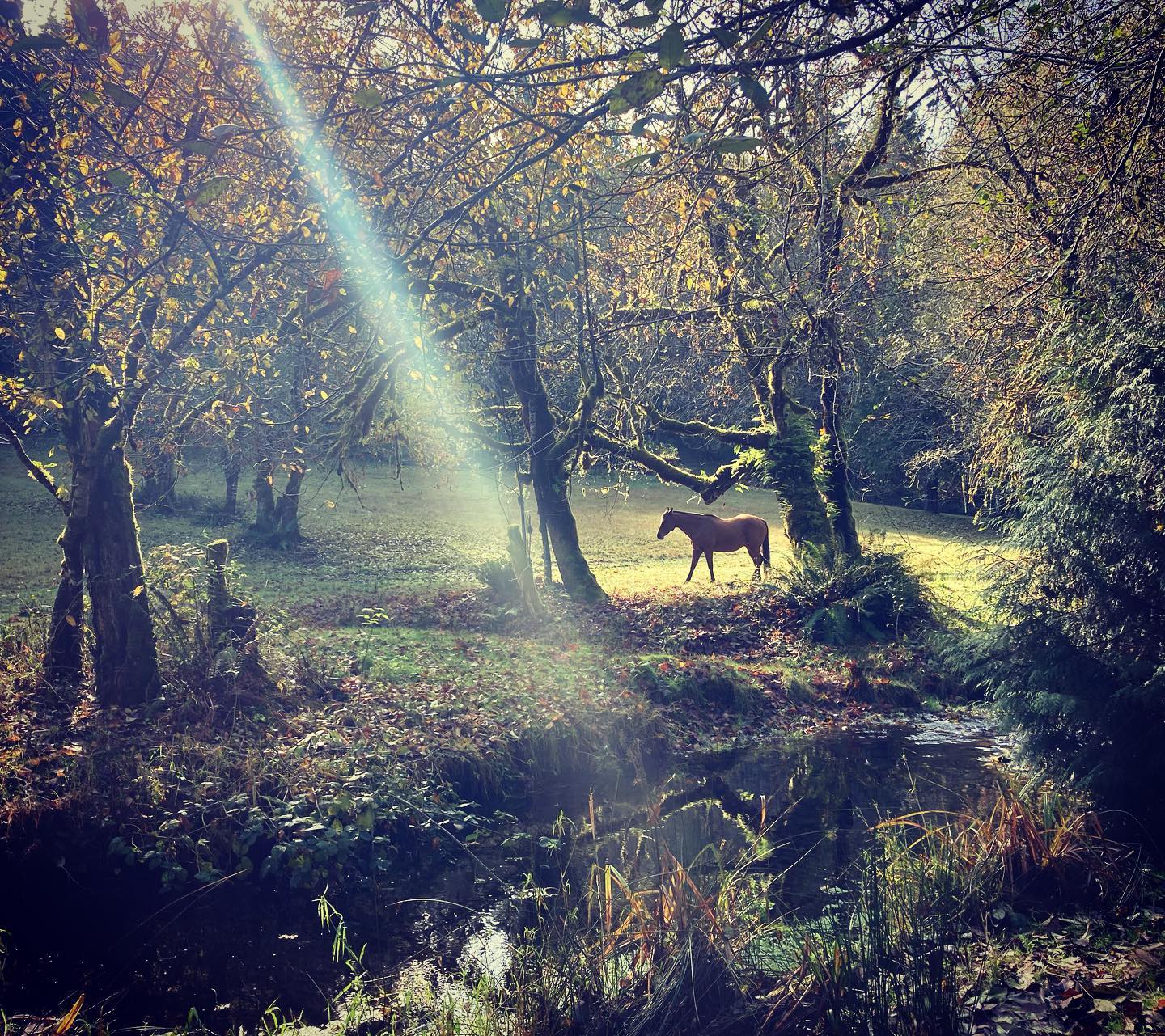 Leaping Lamb Farm - Farm Stay USA