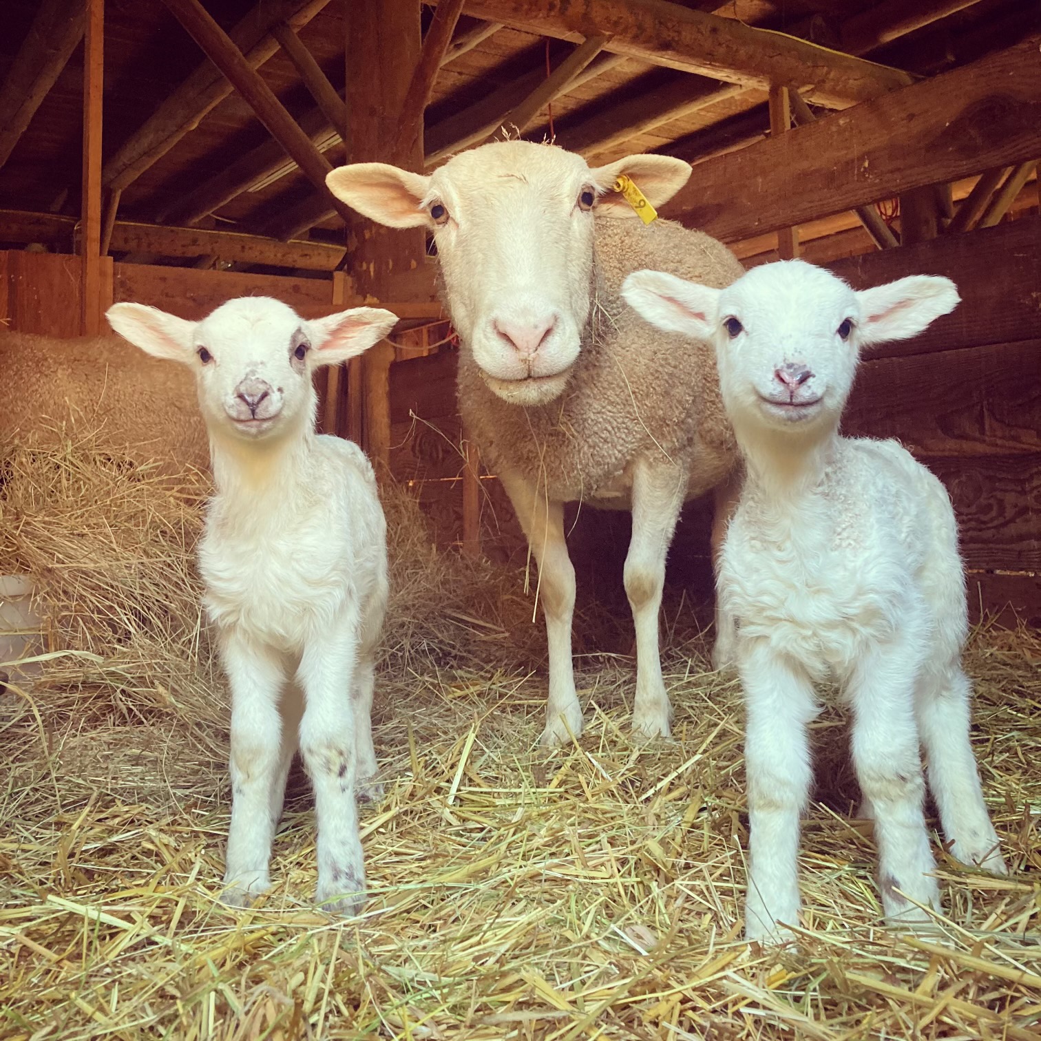 Leaping Lamb Farm - Farm Stay USA