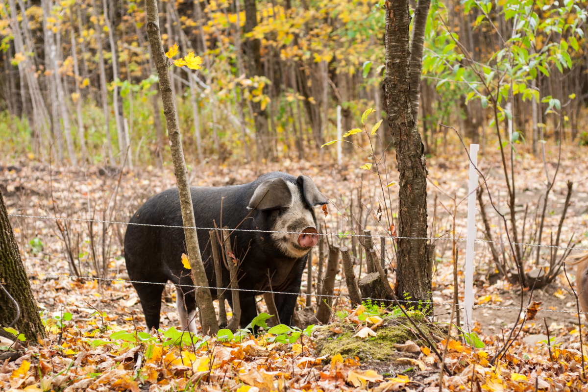 Vermont Grand View Farm - Farm Stay USA