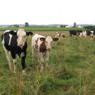 Verdant View Farm - Farm Stay USA