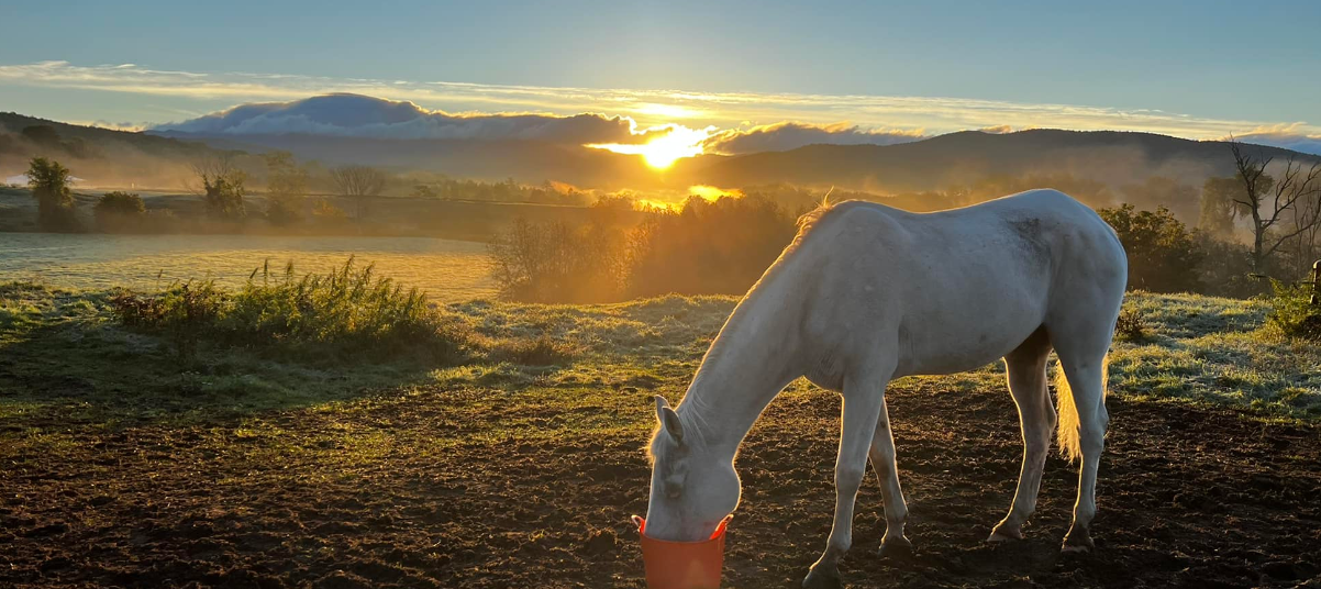 Davis Family Farm and Dairy - Farmstay