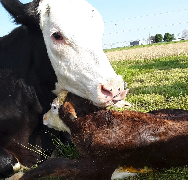Verdant View Farm - Farmstay