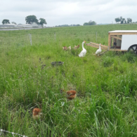 Verdant View Farm - Farmstay