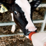 Verdant View Farm - Farmstay