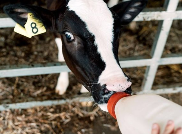 Verdant View Farm - Farmstay