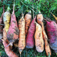 Verdant View Farm - Farmstay