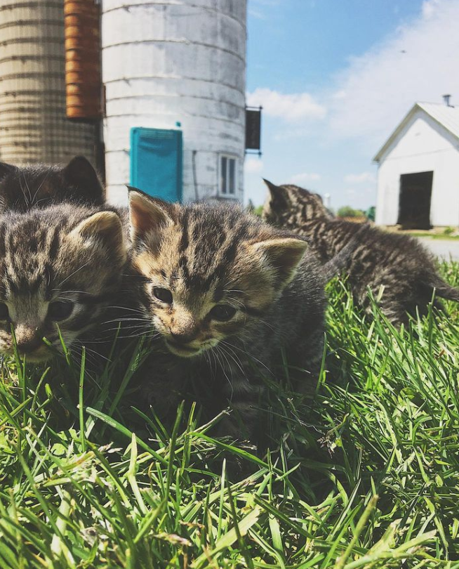 Verdant View Farm - Farmstay