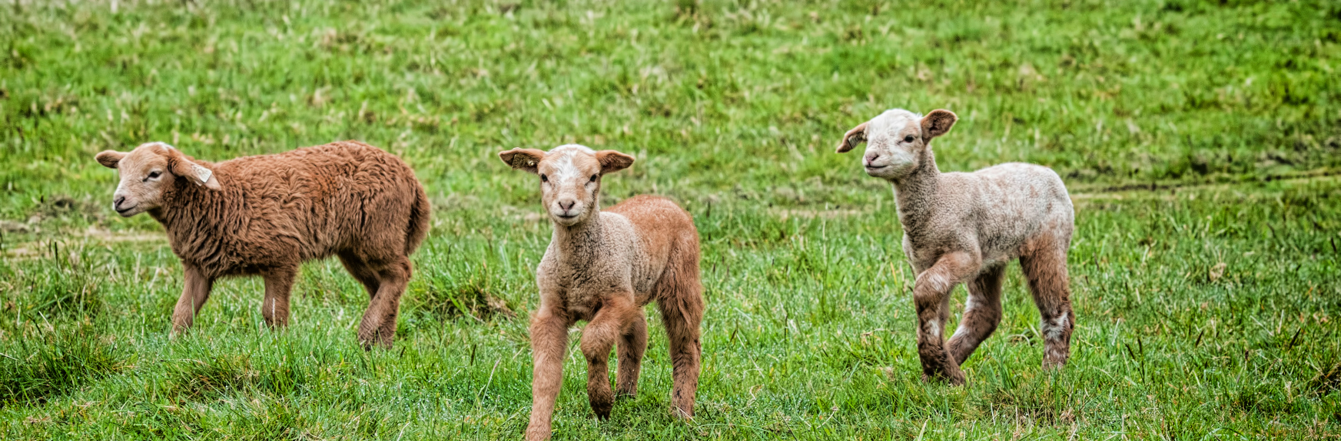 Leaping Lamb Farm - Farmstay