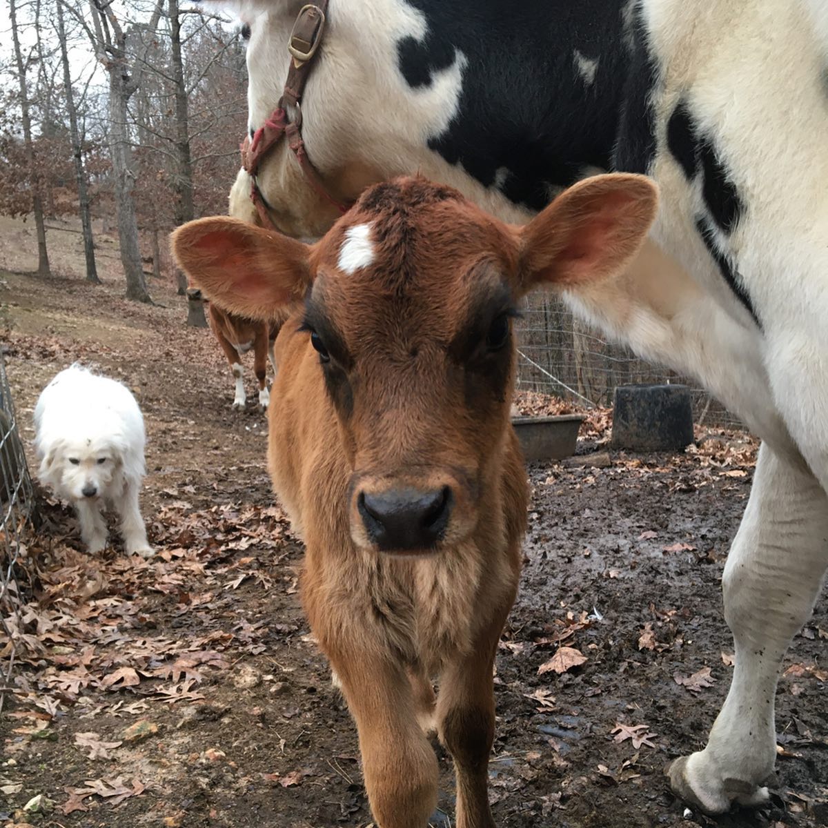 Small farm sustainability at Dogwood Hills in Harriet, Arkansas - Farmstay