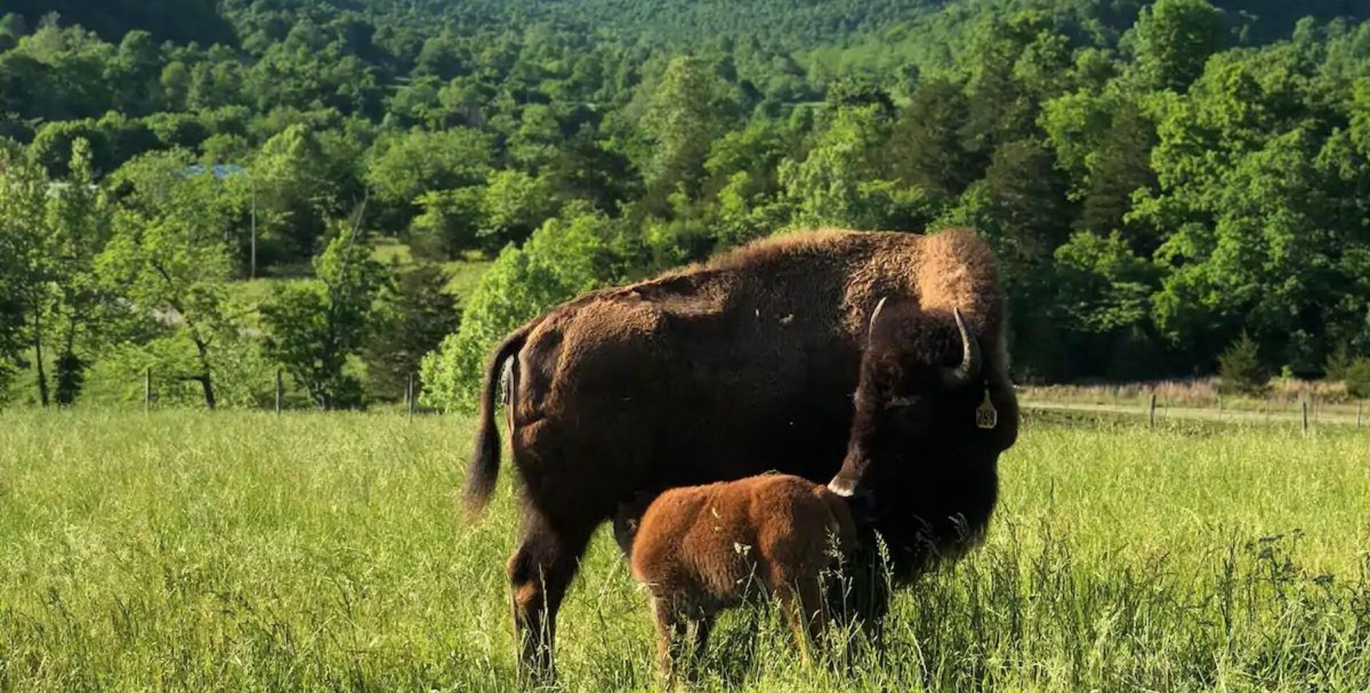 Ozark Valley Bison Farm LLC - Farmstay
