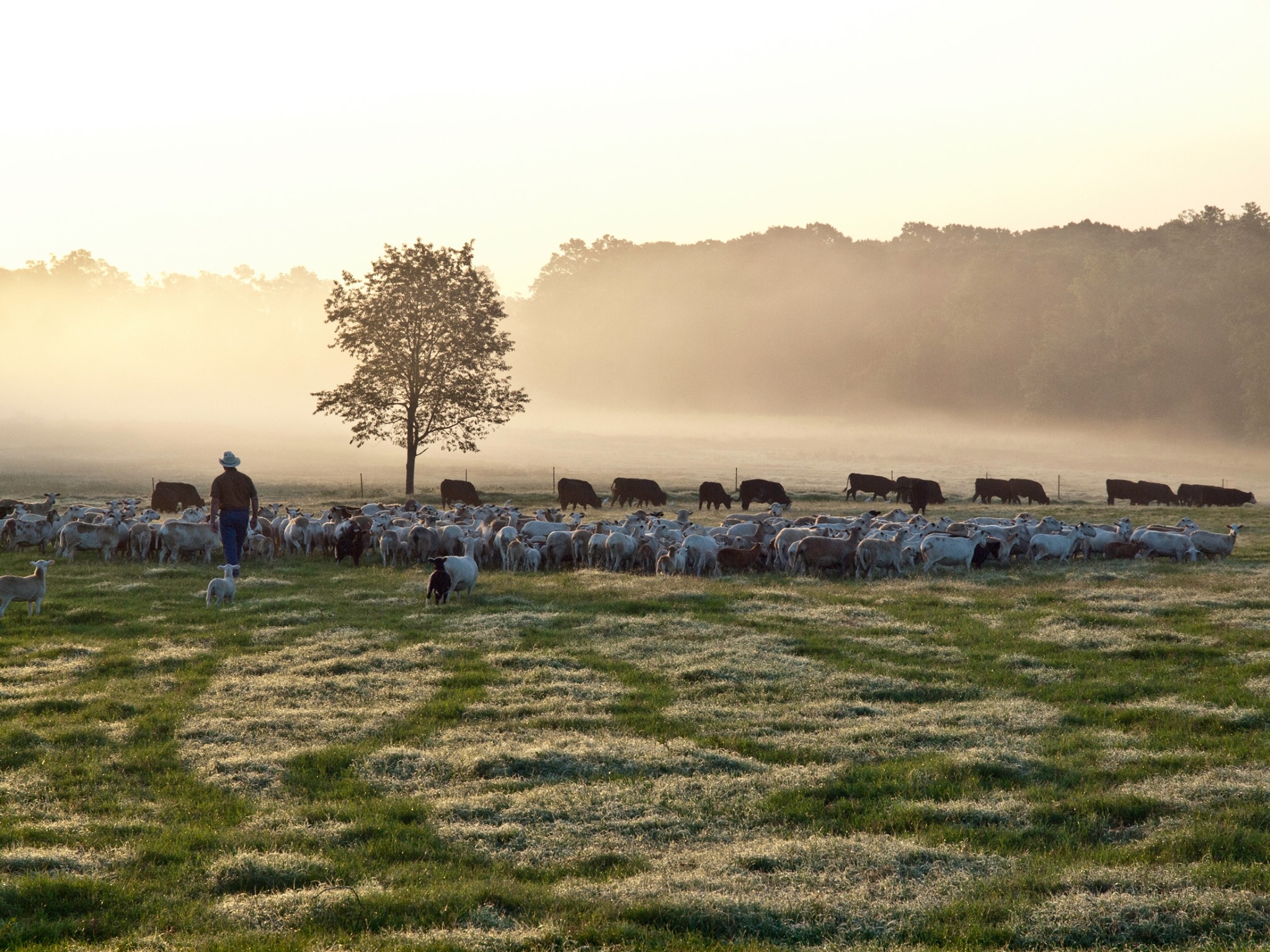 Radically Traditional Farming at White Oak Pastures in Bluffton, GA ...