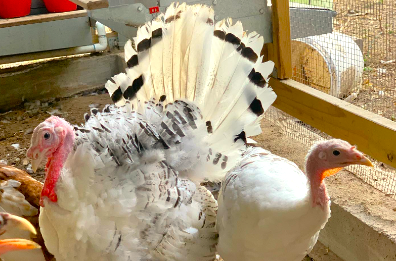 Best Clucking Place Farms - Farmstay