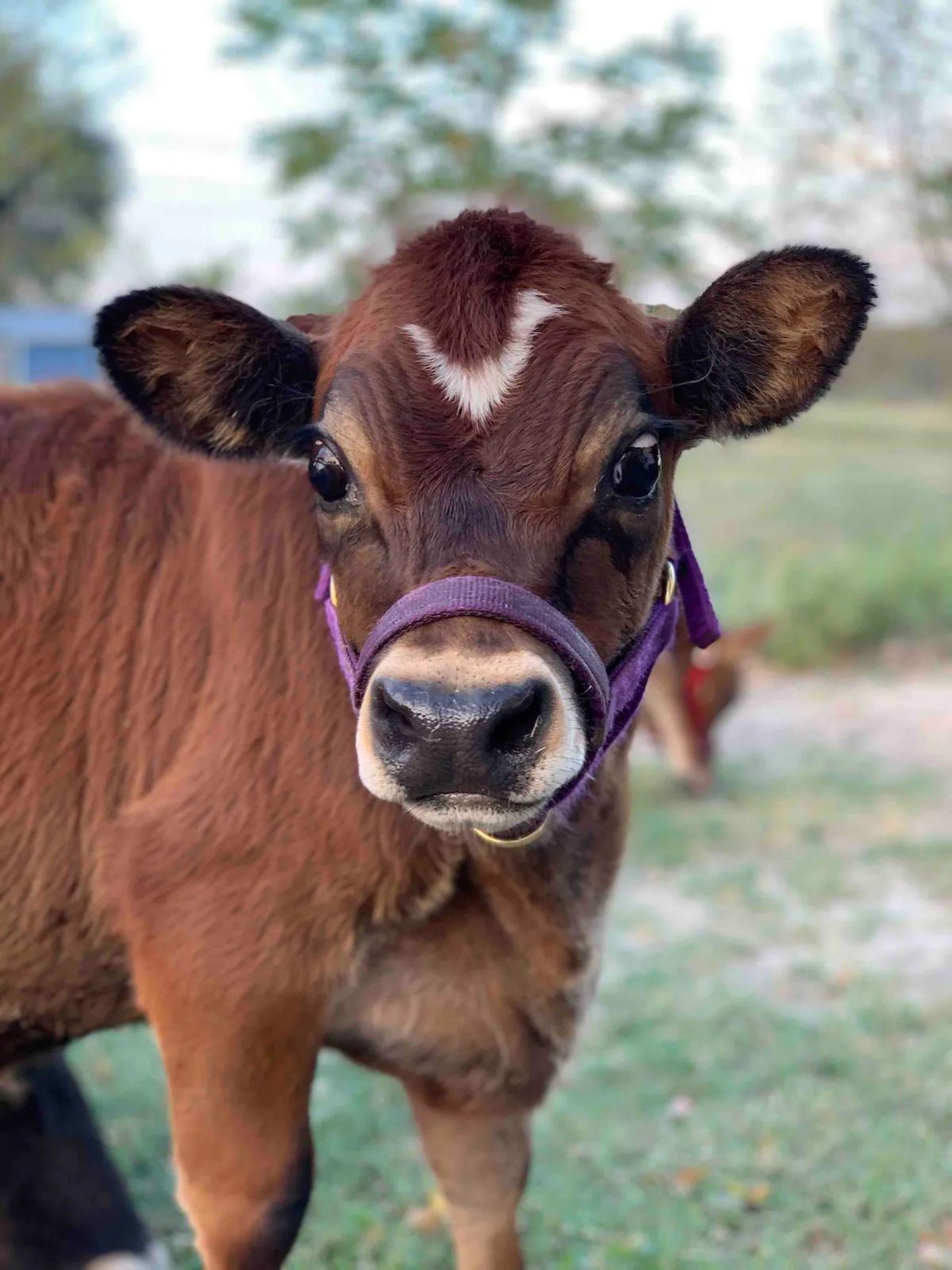 Best Clucking Place Farms - Farm Stay USA