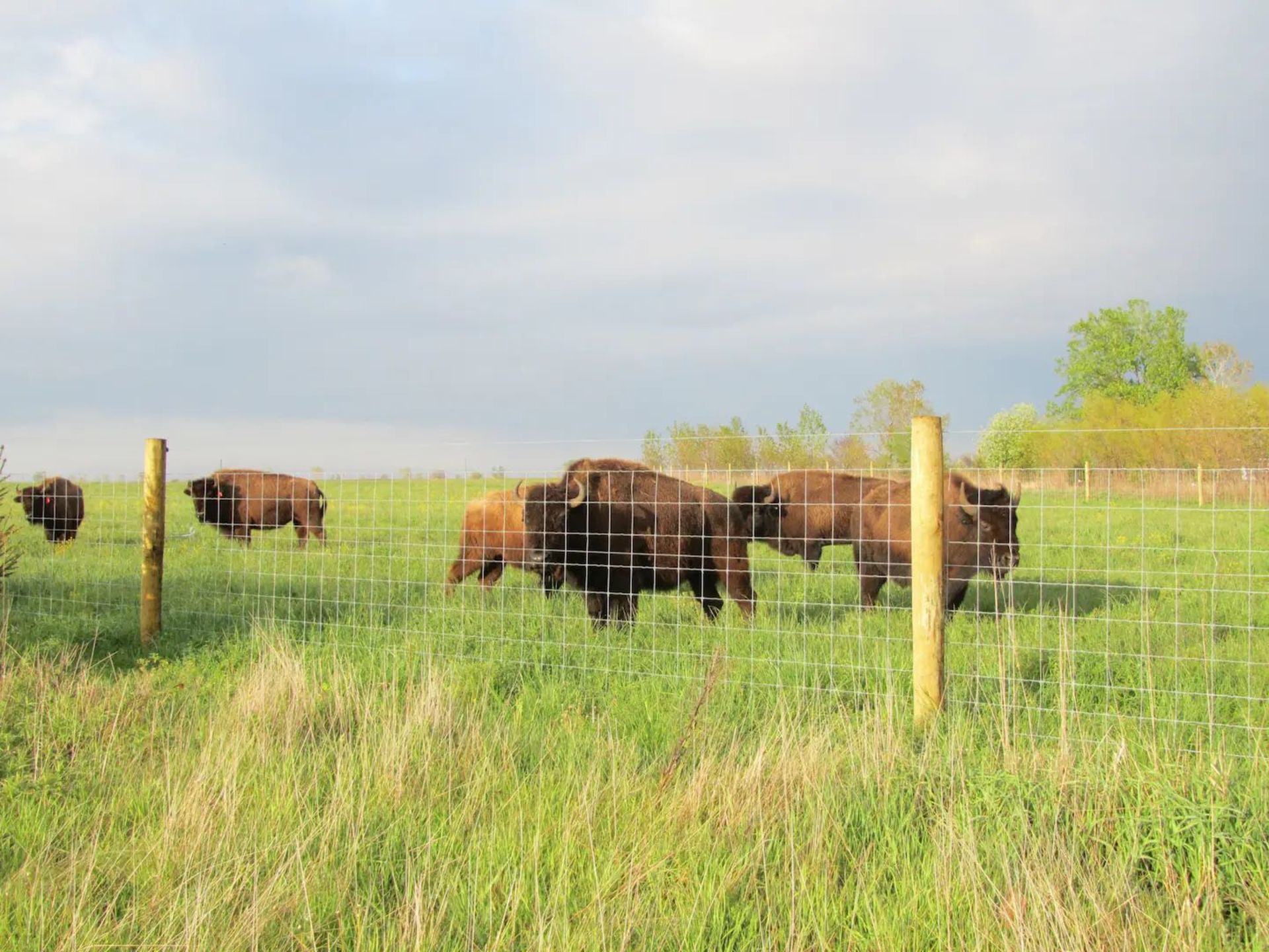 Prairie Rim Bison Ranch - Farm Stay USA