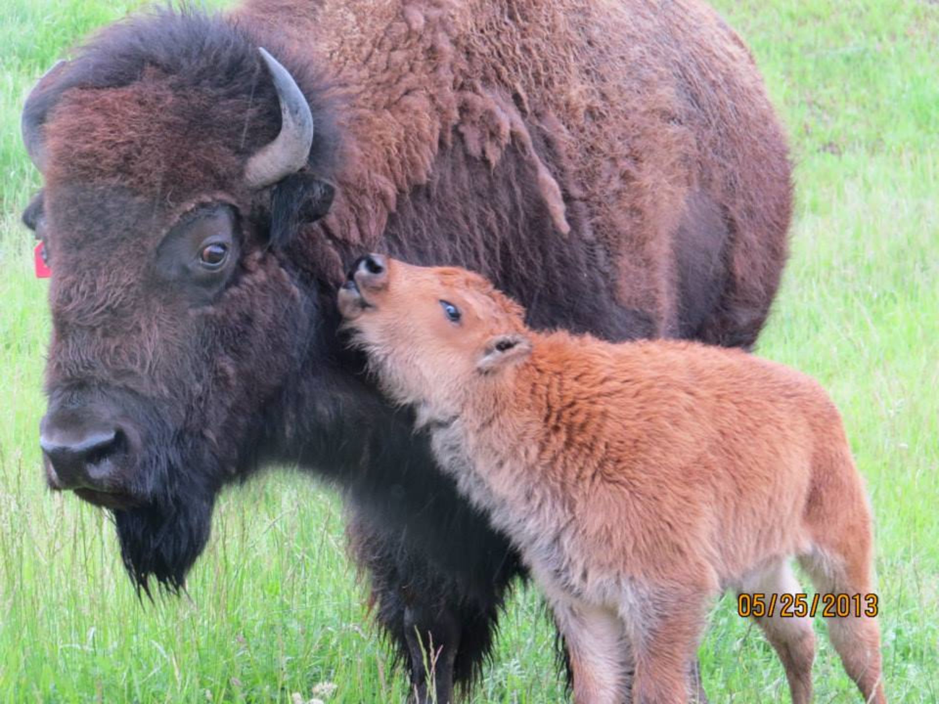 Prairie Rim Bison Ranch - Farm Stay USA