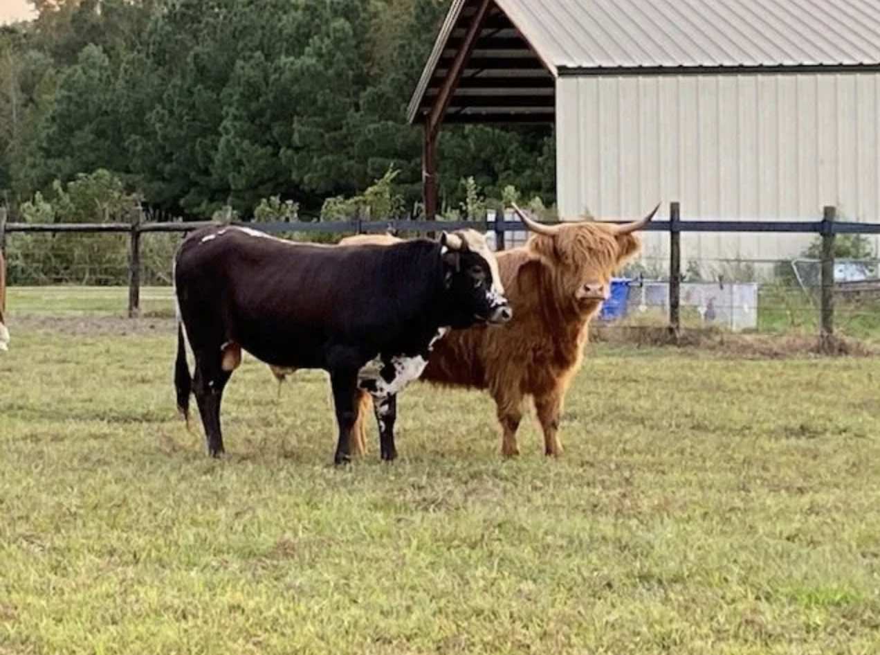 A New Life Ranch - Farm Stay USA