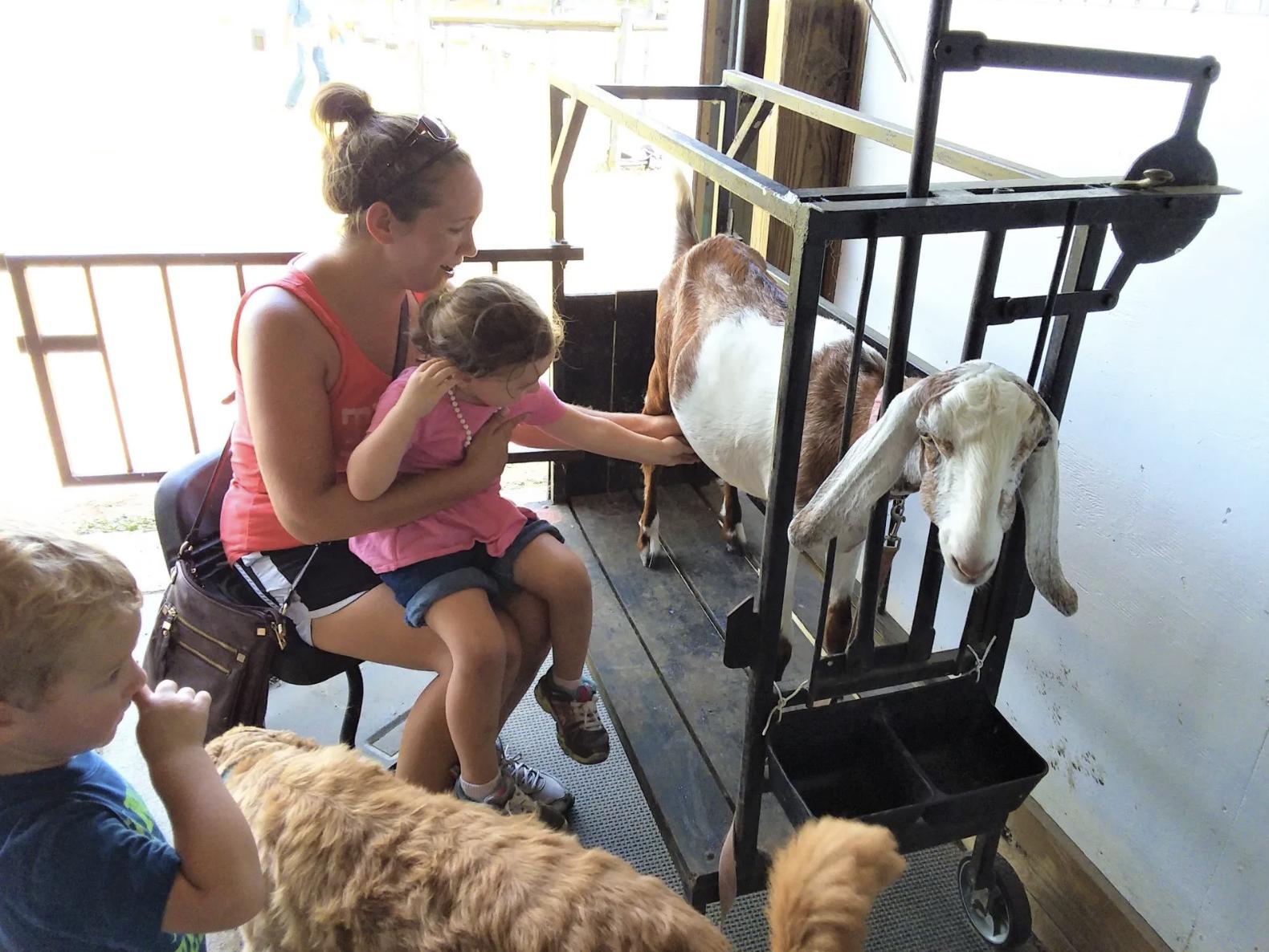 A New Life Ranch - Farmstay