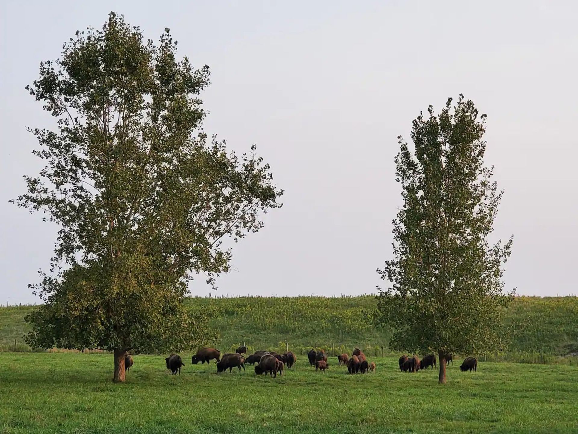 Prairie Rim Bison Ranch - Farm Stay USA