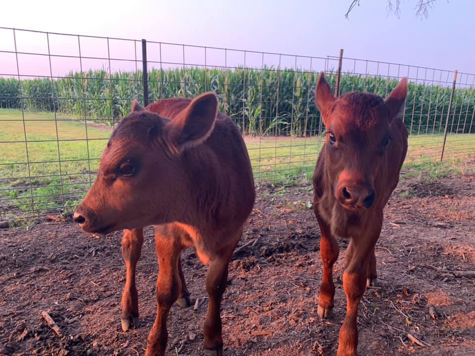 Red River Farms - Farm Stay USA