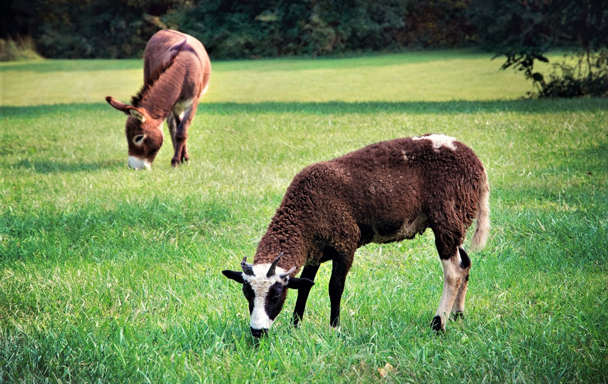 Milo Farm - Farm Stay USA