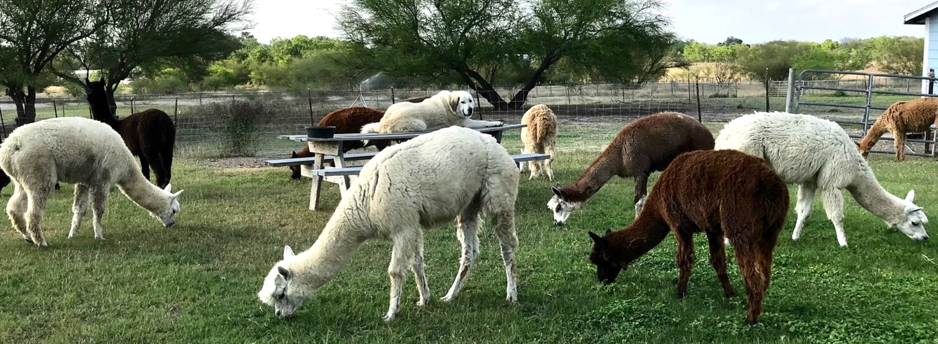 Gulf Breeze Alpaca Ranch - Farmstay