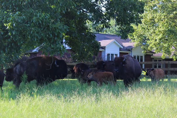 Bama Bison - Farm Stay USA