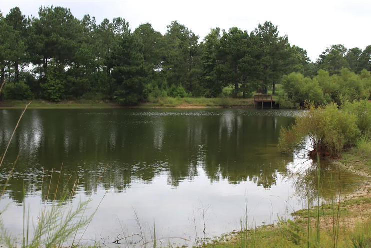 Bama Bison - Farm Stay USA