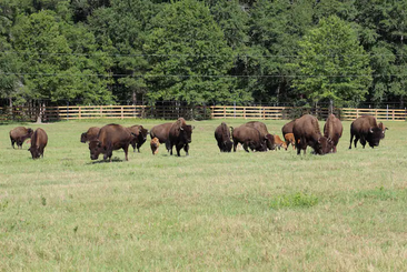 Bama Bison - Farm Stay USA