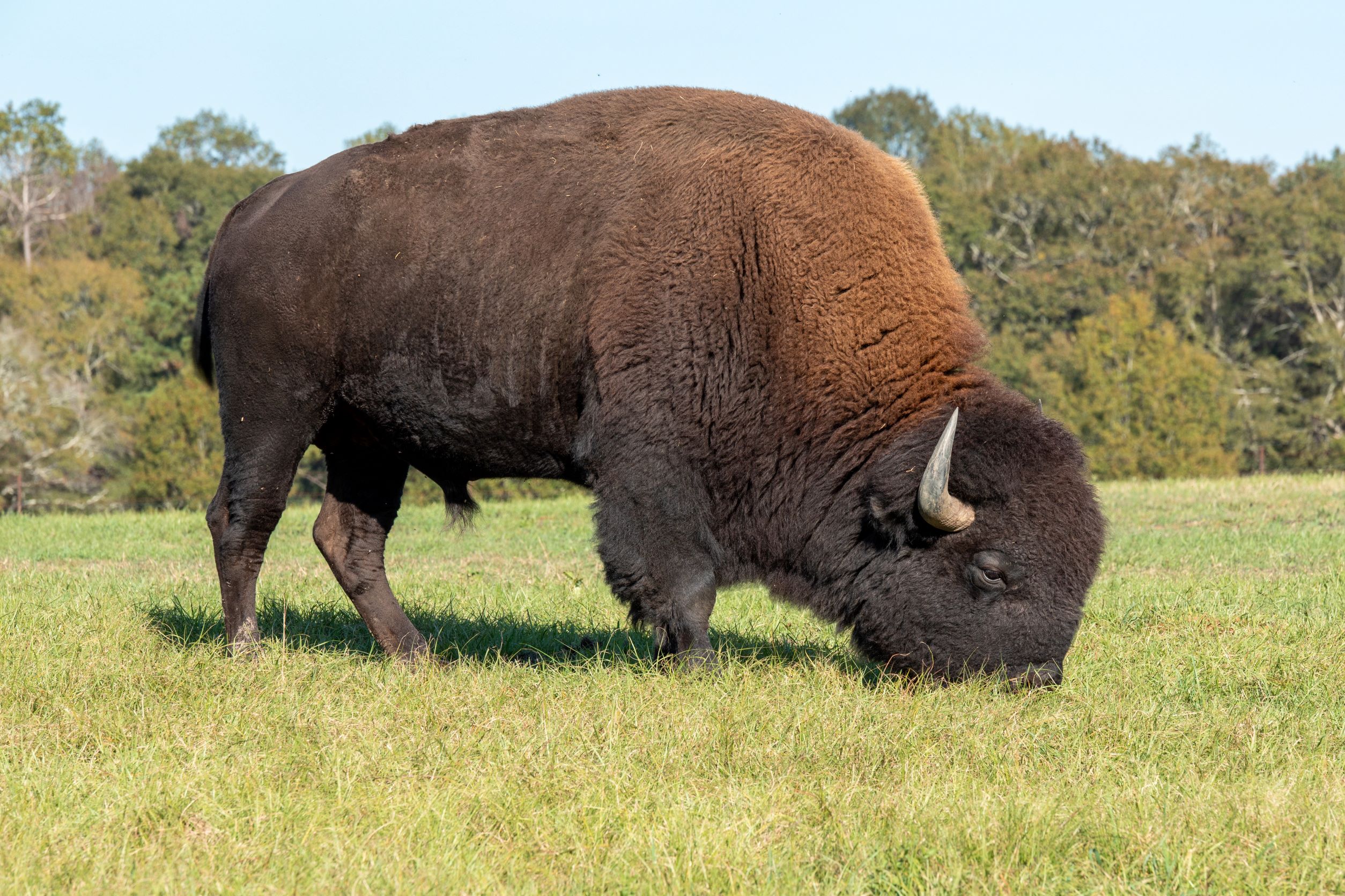 Bama Bison - Farm Stay USA
