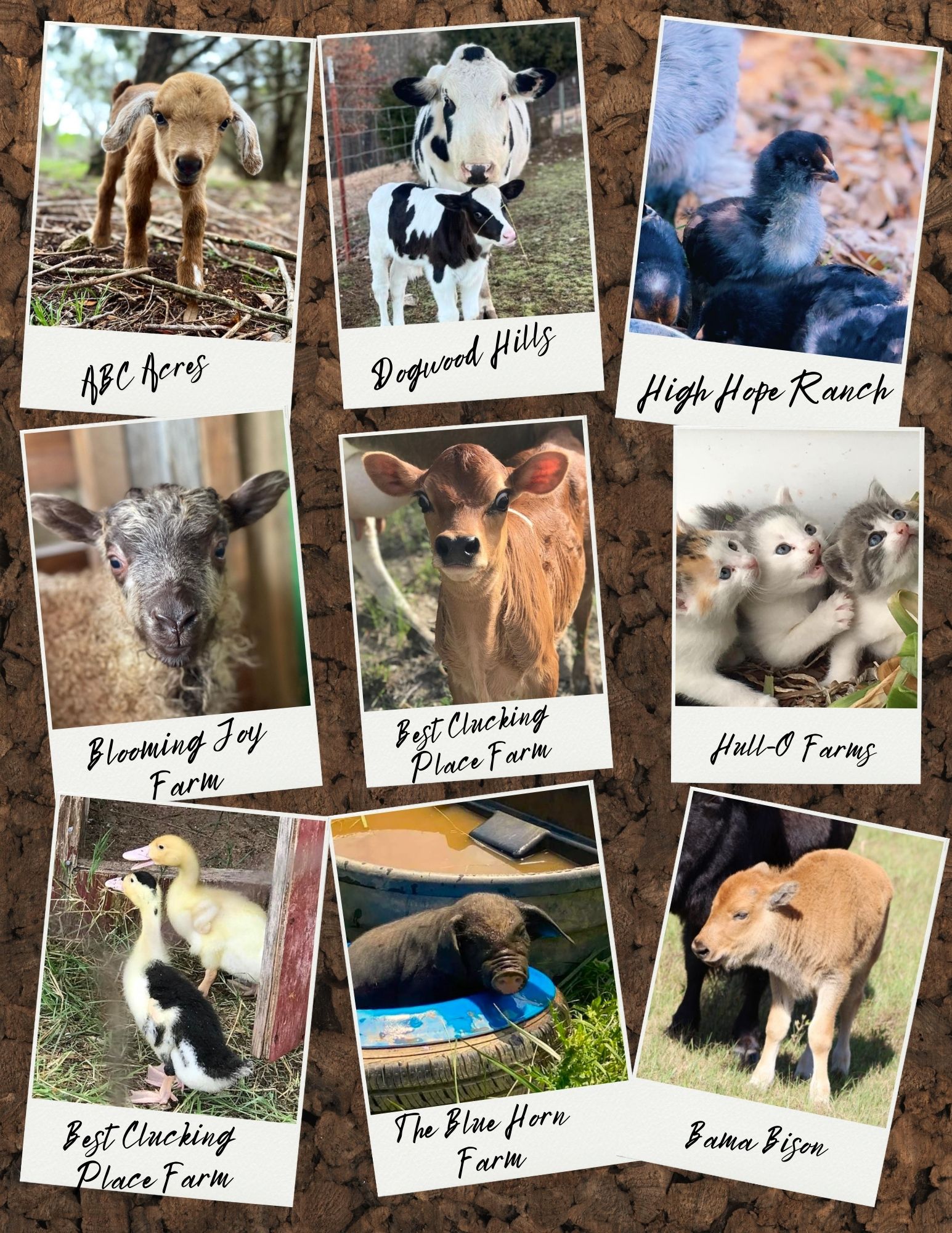 Springtime = Baby Animals! - Farmstay