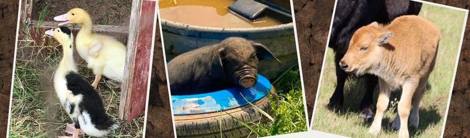 Springtime = baby animals! - Farm Stay USA