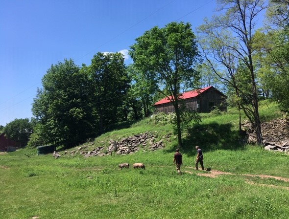 Stone & Thistle Farm - Farm Stay USA