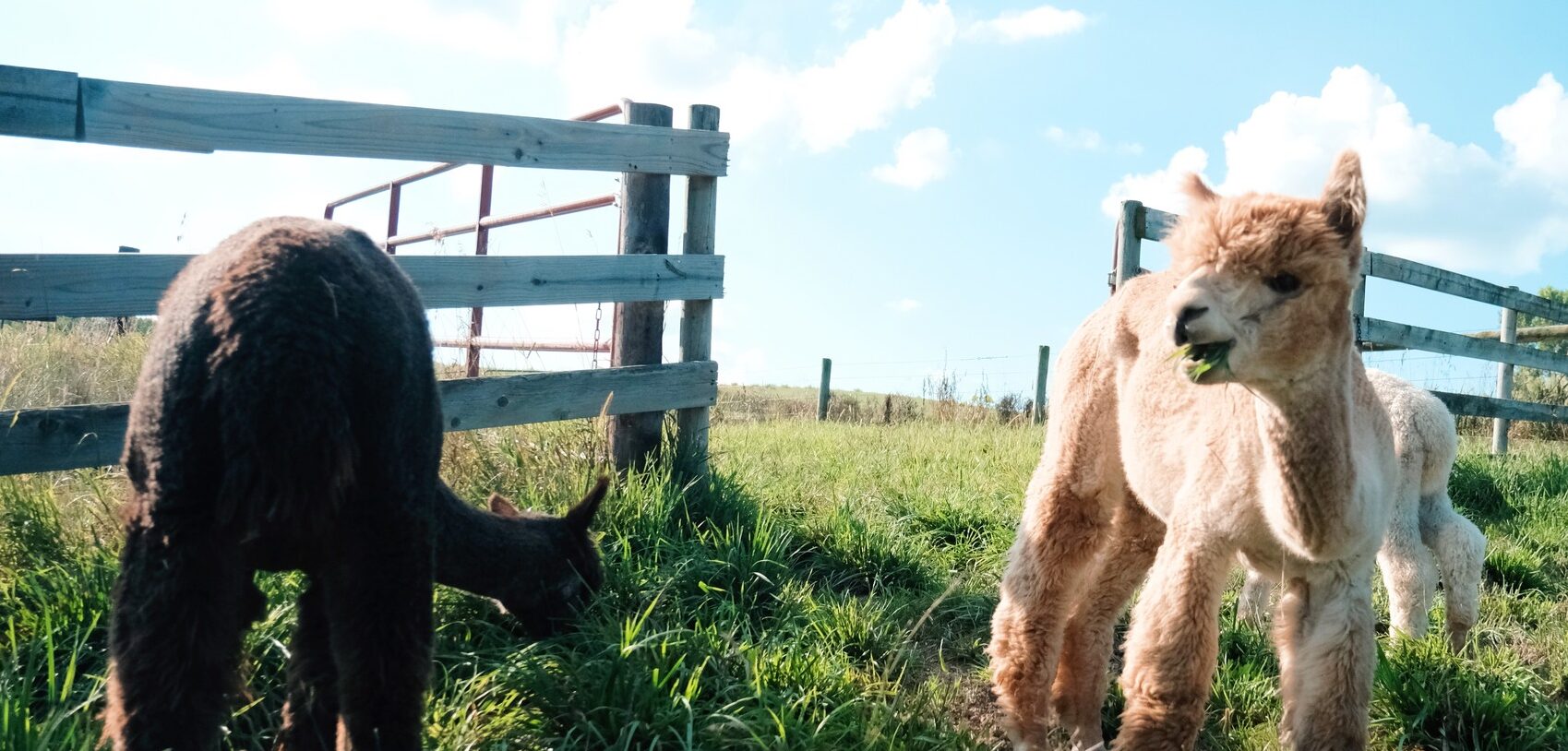 Best Nest Farm - Farmstay