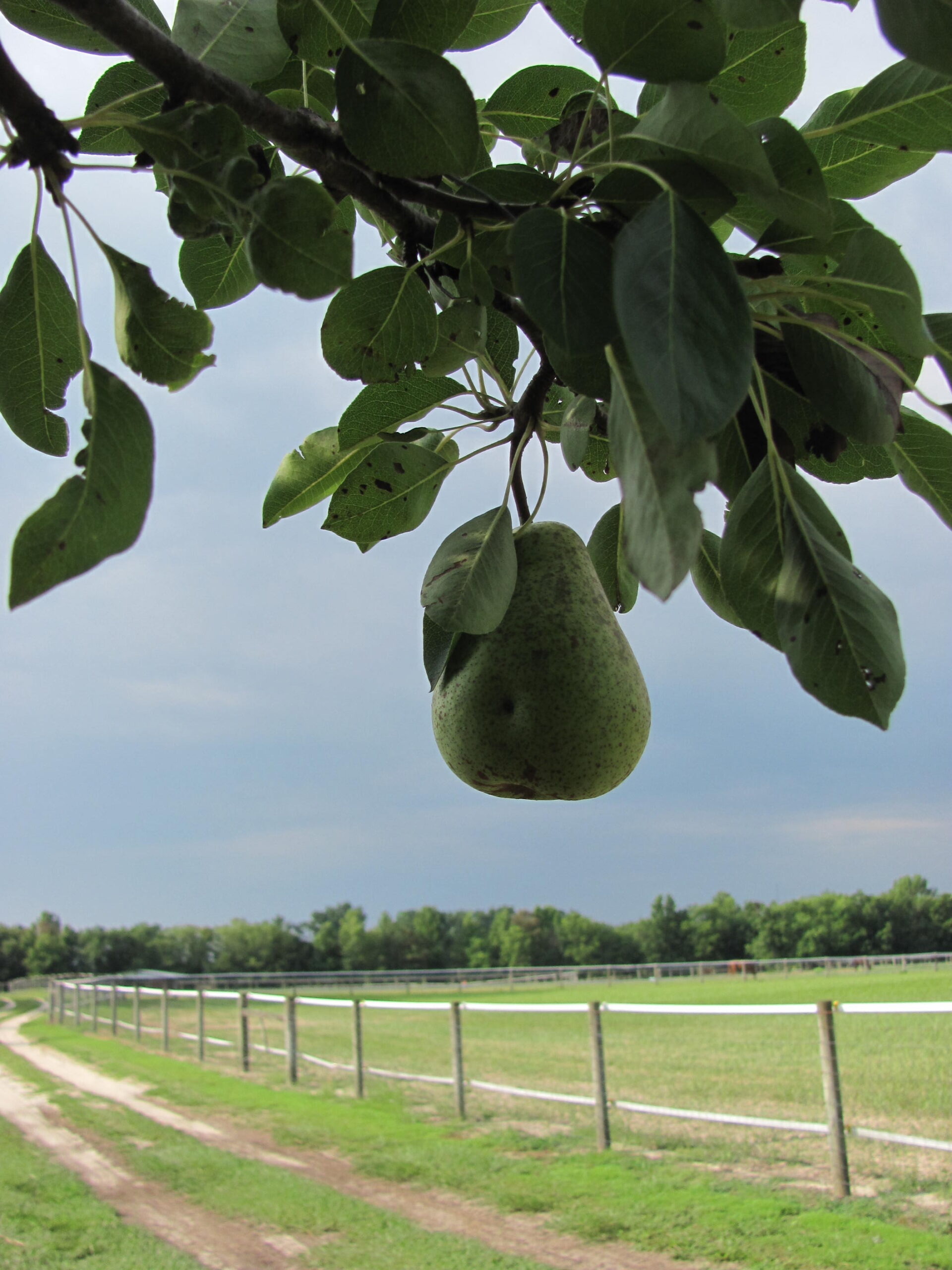 Twiddle Dee Farm - Farmstay