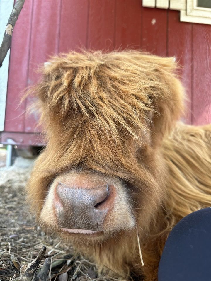 Rooterville Animal Sanctuary - Farmstay