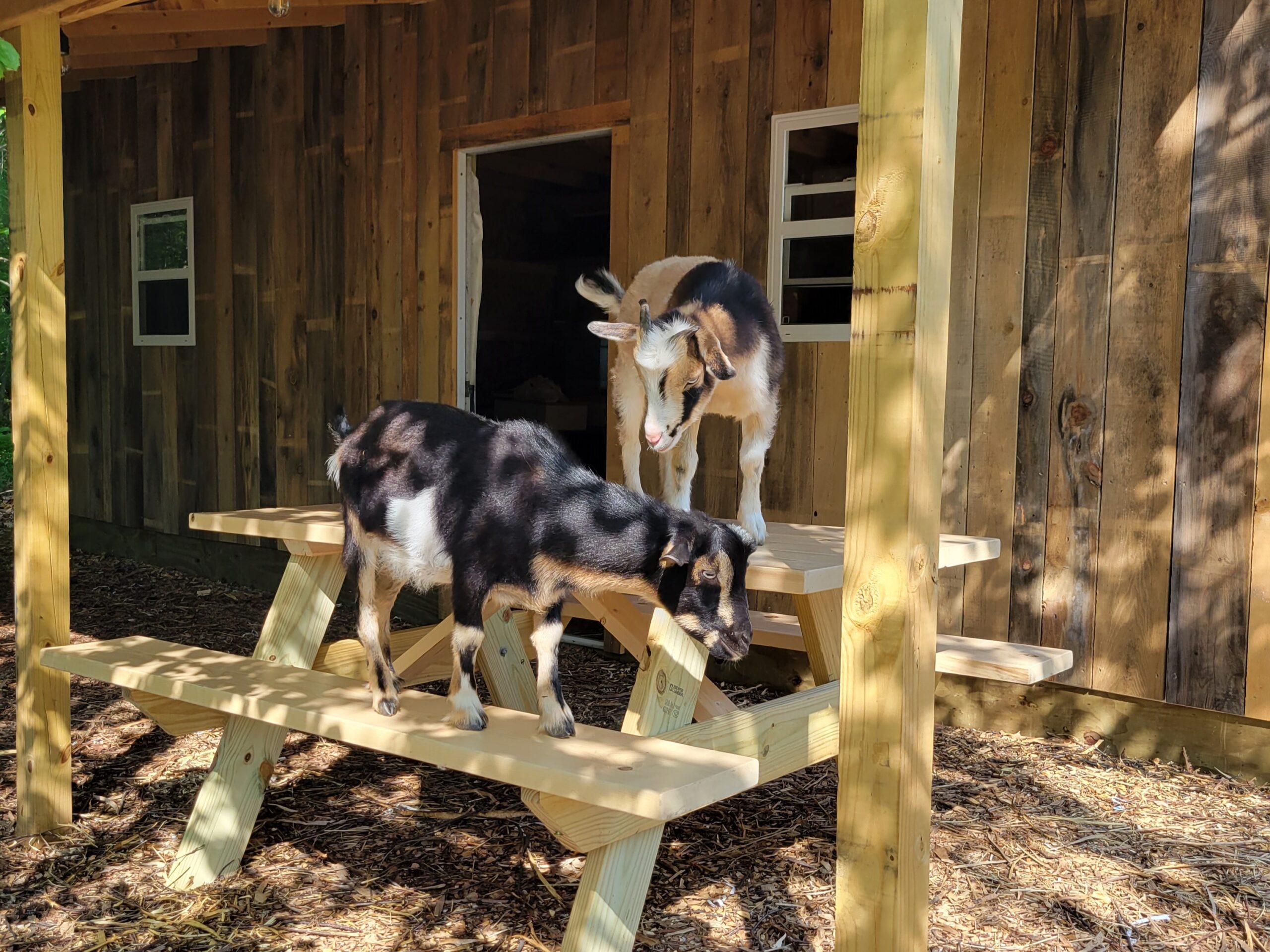 Apple Acres Farm - Farmstay