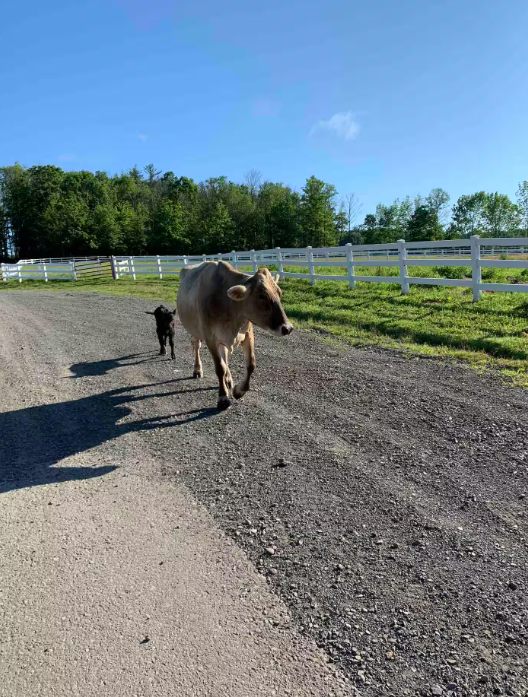 Pierce Farm - Farmstay