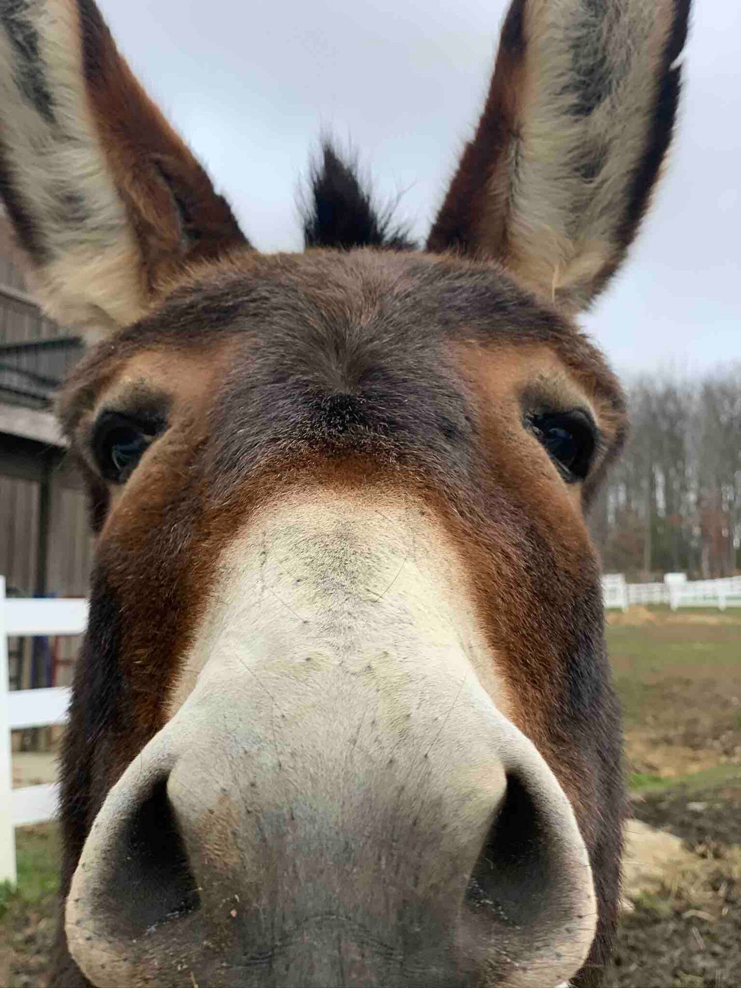 Pierce Farm - Farmstay